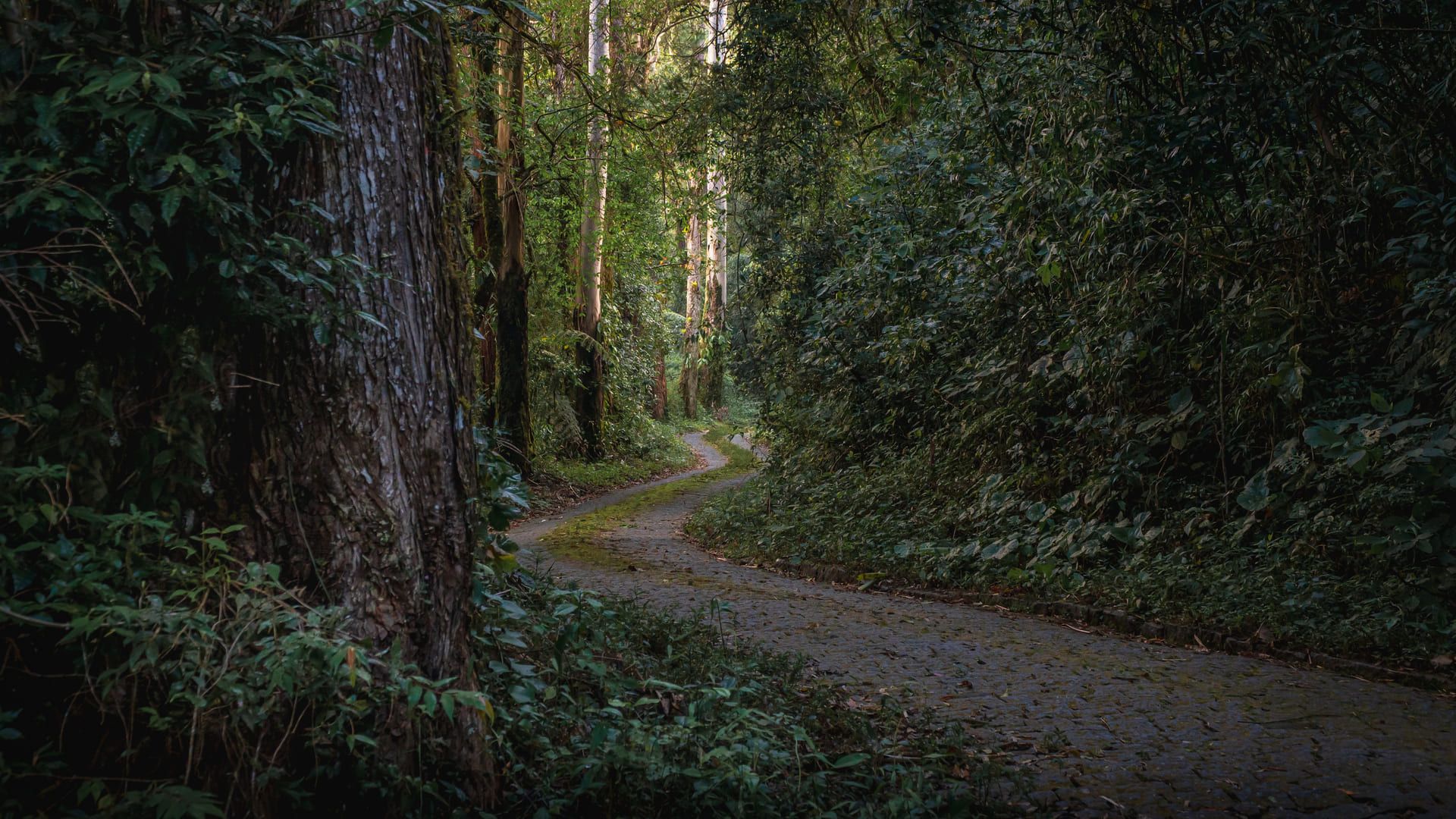 A maravilhosa Estrada da Torre no Cascatinha | Visite Nova Friburgo ...